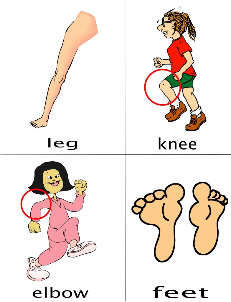 Illustrated body parts: leg, knee, foot, and toes with labels. - The ...